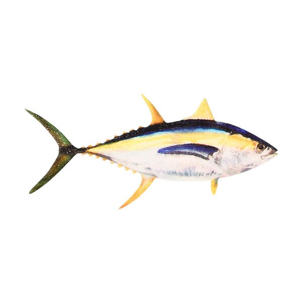 DECORATIVE ROD DECALS , Rod Building | Jann's Netcraft