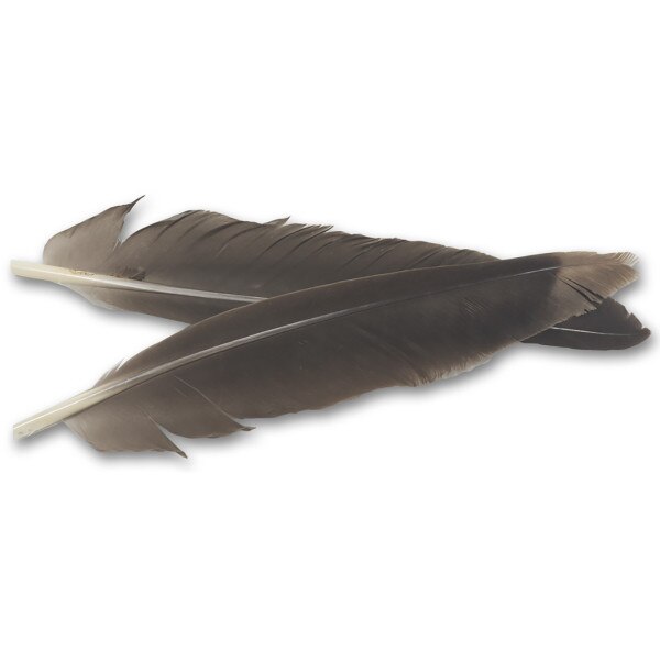 bird quill