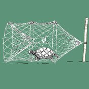 turtle basket traps